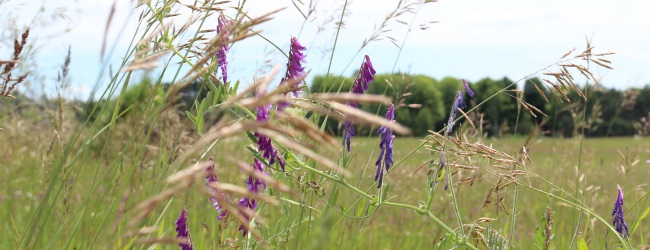 Maple Forest Township > Home